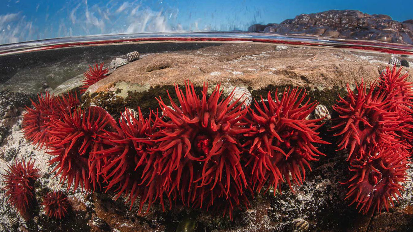 2019: Kai's journey from rock pools to fish schools - University of ...